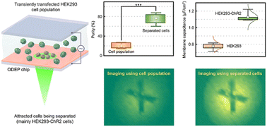 Label-free purification and characterization of optogenetically ...