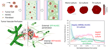 Enabling perfusion through multicellular tumor spheroids promoting ...
