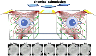 Development of a simultaneous electrorotation device with microwells for monitoring the rotation ...