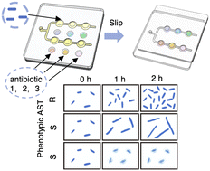 Combinatorial screening SlipChip for rapid phenotypic antimicrobial ...
