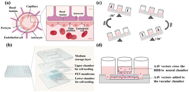 LY6E protein facilitates adeno-associated virus crossing in a ...