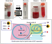 Hybrid double-spiral microfluidic chip for RBC-lysis-free enrichment of ...