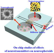 An integrated microfluidic chip for studying the effects of ...
