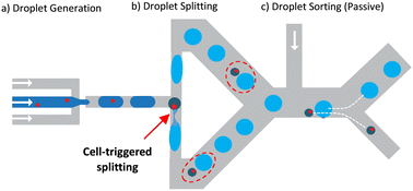 High precision, high throughput generation of droplets containing ...