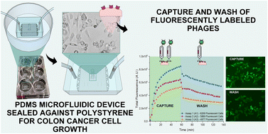 Towards personalized antibody cancer therapy: development of a ...