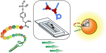 Combining a hybrid chip and tube microfluidic system with fluorescent ...