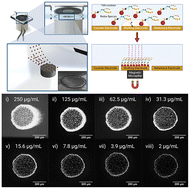 High-gradient magnetophoretic bead trapping for enhanced ...