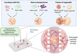 Vascularized human brain organoid on-chip - Lab on a Chip (RSC Publishing)