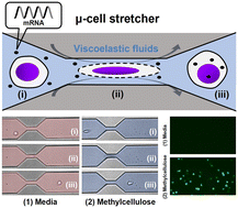 Highly efficient mRNA delivery with nonlinear microfluidic cell ...