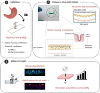 Bioinspired human stomach-on-a-chip with in vivo like function and ...