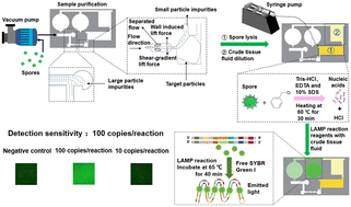Collection, nucleic acid release, amplification, and visualization ...