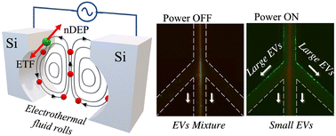Continuous-flow label-free size fractionation of extracellular vesicles ...