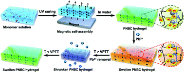 A novel ion-responsive photonic hydrogel sensor for portable visual ...