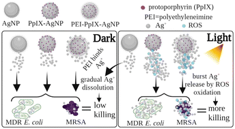 Influence of silver ion release on the inactivation of antibiotic ...
