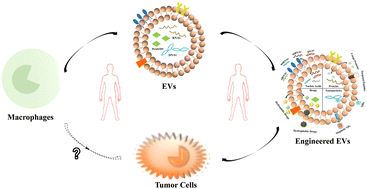 Engineering extracellular vesicles derived from macrophages for tumor ...