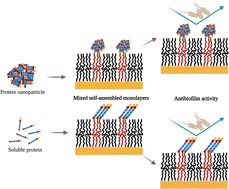 Antibiofilm surfaces based on the immobilization of a novel recombinant ...