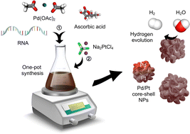 Green one-pot synthesis of bimetallic Pd–Pt nanosponges using biomolecules with enhanced ...