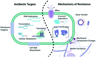 Tackling antimicrobial stewardship through synergy and antimicrobial ...