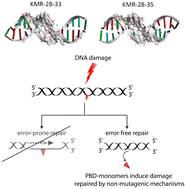 Mechanistic insight into the repair of C8-linked pyrrolobenzodiazepine monomer-mediated DNA ...