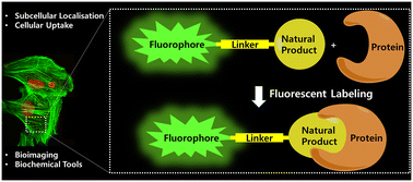 Natural-product-based fluorescent probes: recent advances and ...