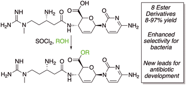 Semisynthetic blasticidin S ester derivatives show enhanced antibiotic ...