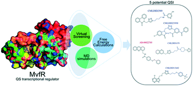 Targeting Pseudomonas aeruginosa MvfR in the battle against biofilm ...