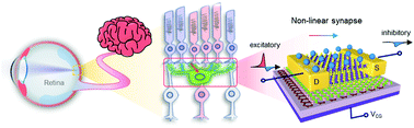 A non-linear two-dimensional float gate transistor as a lateral ...