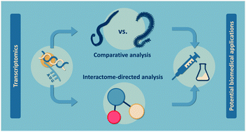 A drug discovery approach based on comparative transcriptomics between ...