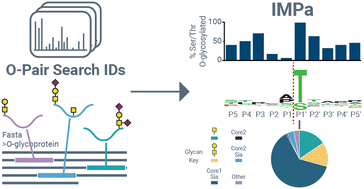 Deciphering O-glycoprotease substrate preferences with O-Pair Search ...