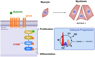 Butyrate promotes C2C12 myoblast proliferation by activating ERK/MAPK ...