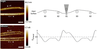 Adhesion force microscopy is sensitive to the charge distribution at ...