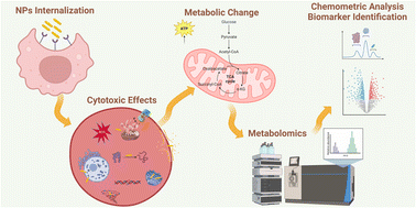 The toxicity of nanoparticles and their interaction with cells: an in ...