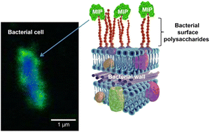 Molecularly imprinted nanoparticles for pathogen visualisation ...