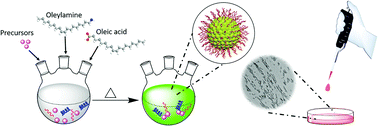 Oleic acid/oleylamine ligand pair: a versatile combination in the ...