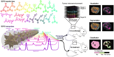 Multiplexed molecular imaging with surface enhanced resonance Raman ...