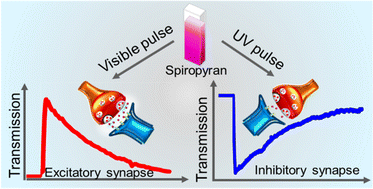 A photonic artificial synapse with a reversible multifaceted ...