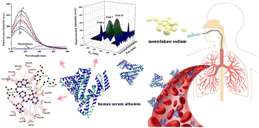Characterization of interactions of montelukast sodium with human serum ...