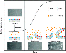 Structural effects of zinc on phosphatidylserine-containing lipid ...
