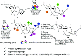 An orthogonal approach for the precise synthesis of phenylpropanoid ...