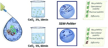 Characterization of lipase from Candida rugosa entrapped in alginate ...