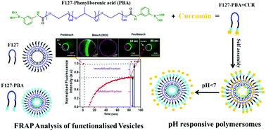 Exploring the membrane fluidity of phenyl boronic acid functionalized ...