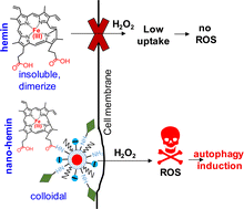 Hemin-based cell therapy via nanoparticle-assisted uptake ...