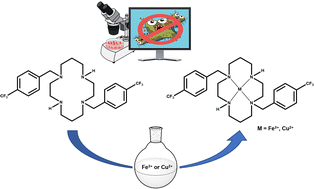 Cyclam-based iron(iii) and copper(ii) complexes: synthesis ...