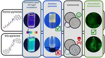 Photophysical characterization and the self-assembly properties of mono ...