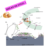 Electrochemical corrosion behavior and mechanism of iron-oxidizing ...