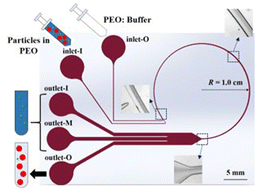 Microparticle manipulation in viscoelastic flows inside curvilinear ...