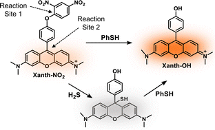 A xanthene-based probe with dual reaction sites enables fluorescence ...