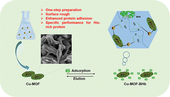 Copper ion based metal–organic framework nanomaterials with roughness ...