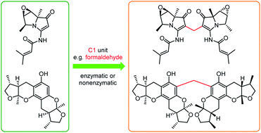 Methylene-bridged dimeric natural products involving one-carbon unit in ...
