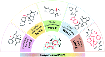 Biosynthesis of pyrroloindoline-containing natural products - Natural ...